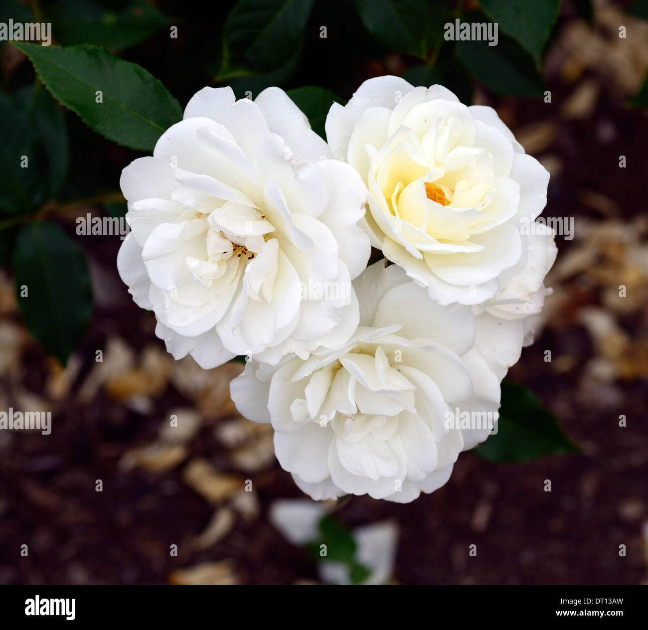 Iceberg roses hi-res stock photography and images - Alamy