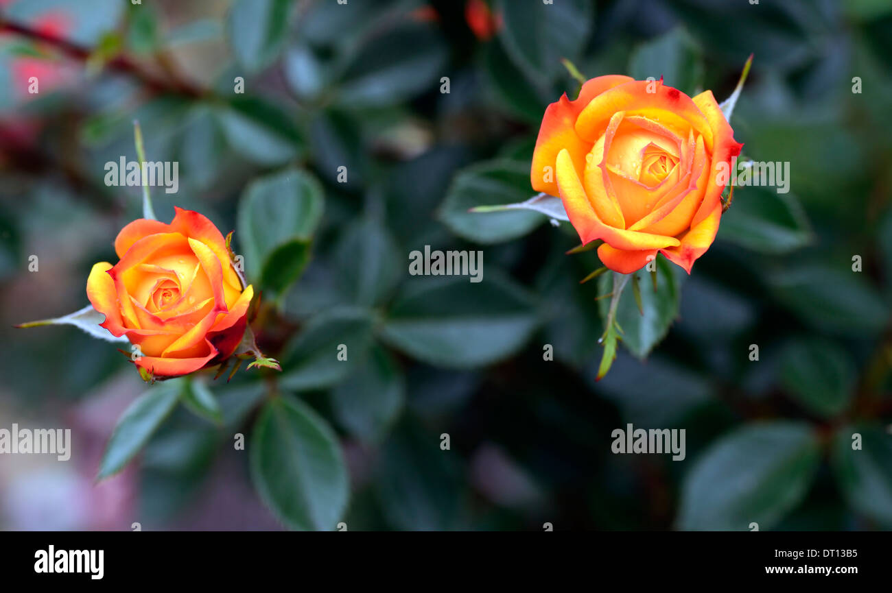 rosa irish eyes dicwitness floribunda rose roses pink yellow orange ...
