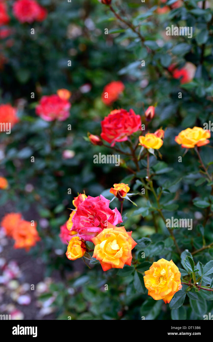 rosa irish eyes dicwitness floribunda rose roses pink yellow orange ...