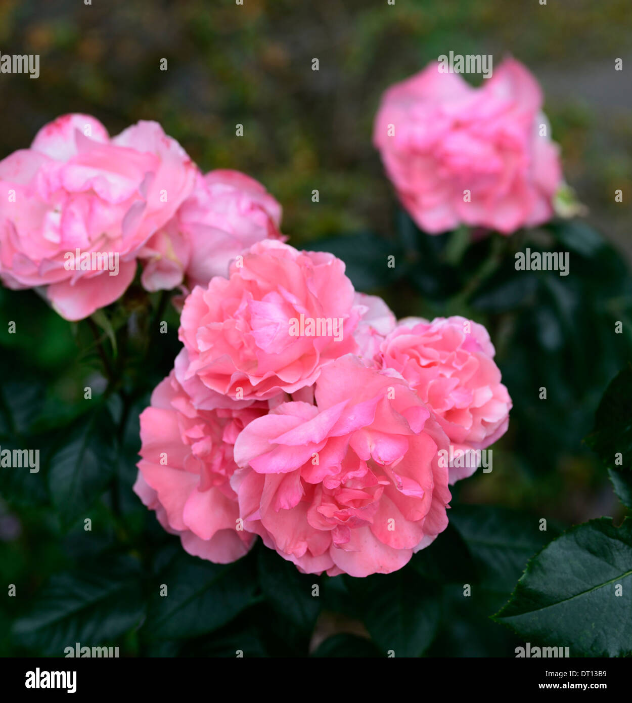 Roses de france hi-res stock photography and images - Alamy