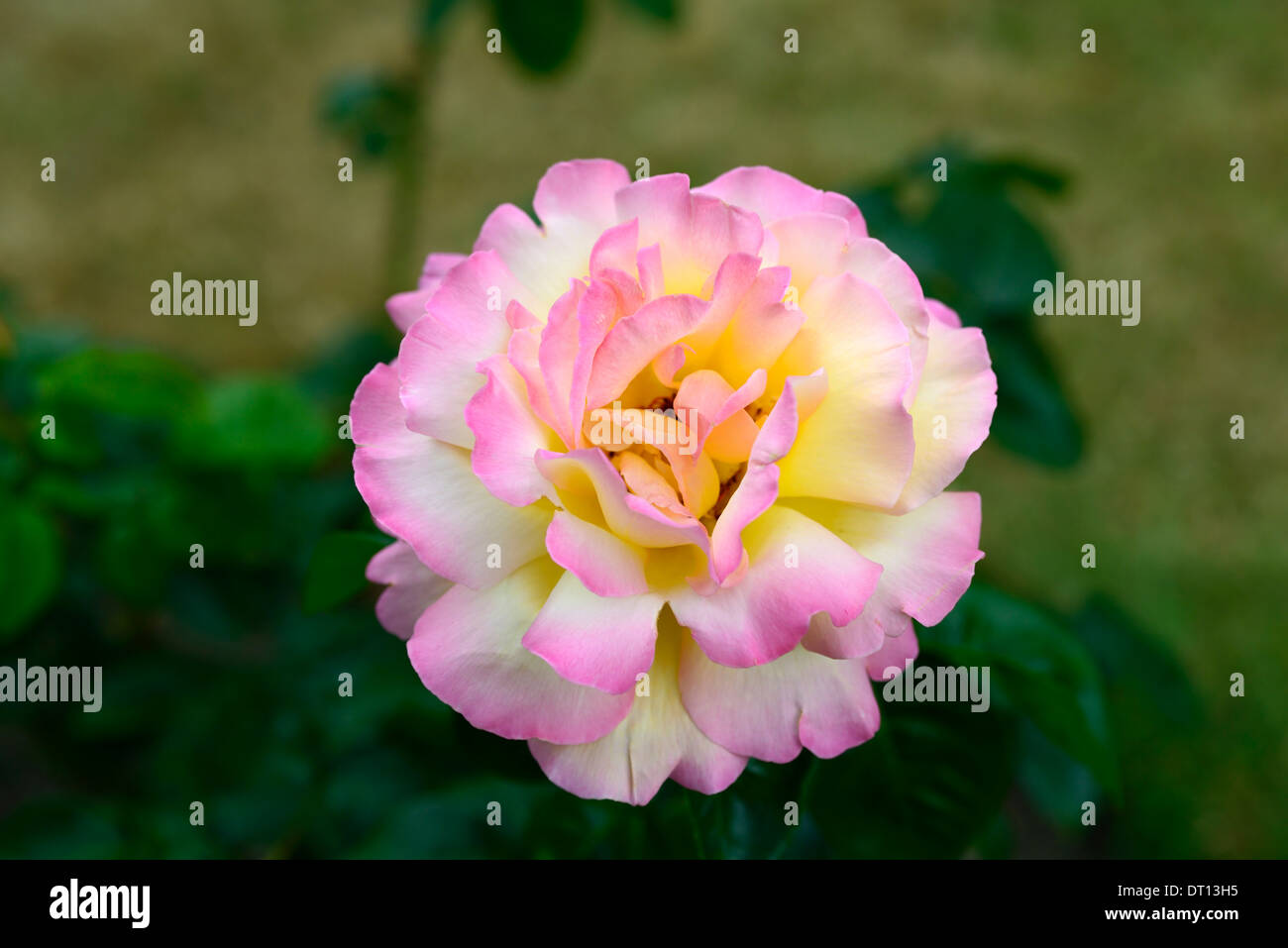 Rosa peace madame a meilland rose peace hybrid tea hi-res stock ...