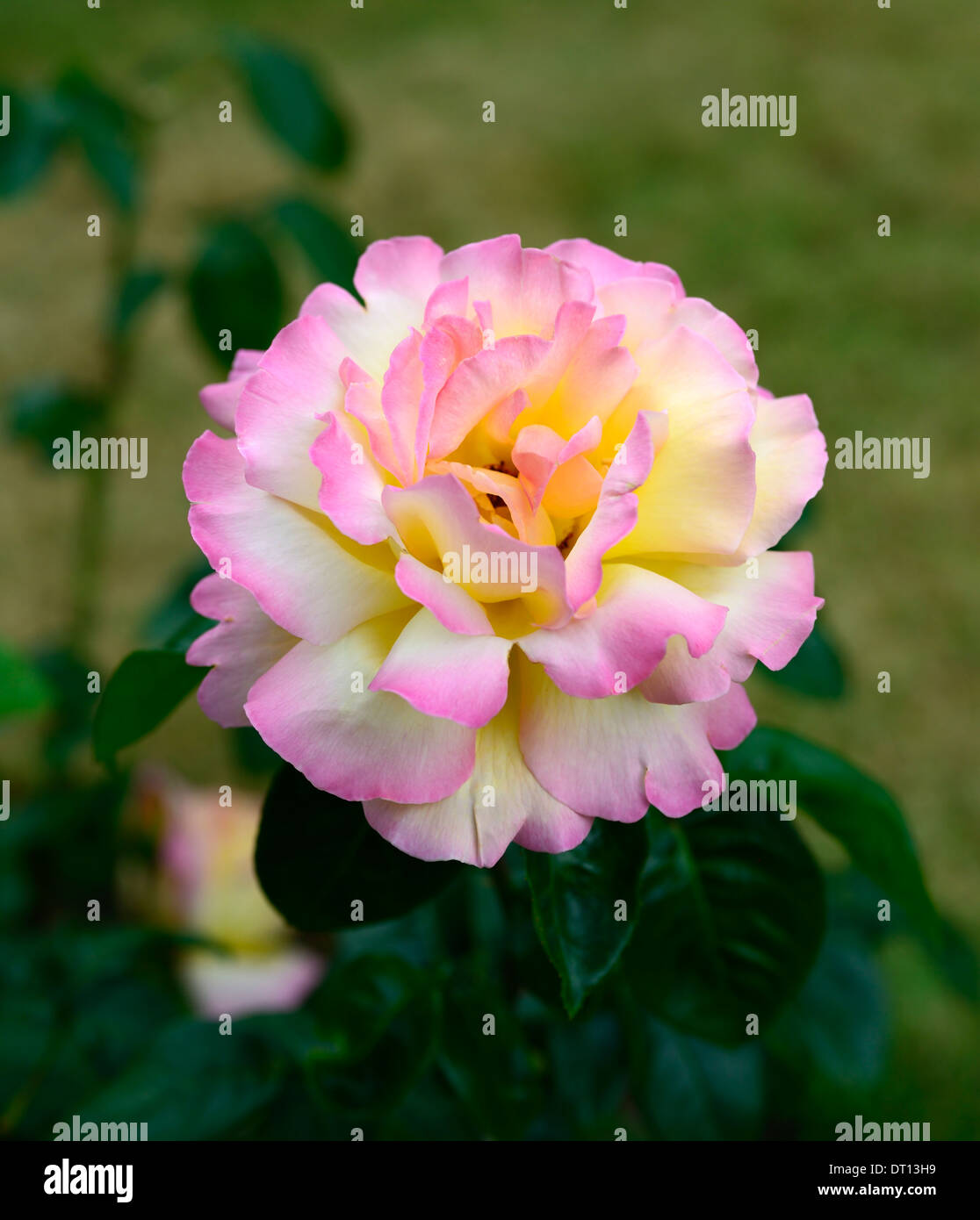 rosa peace madame a meilland hybrid tea t pink flush yellow rose roses ...