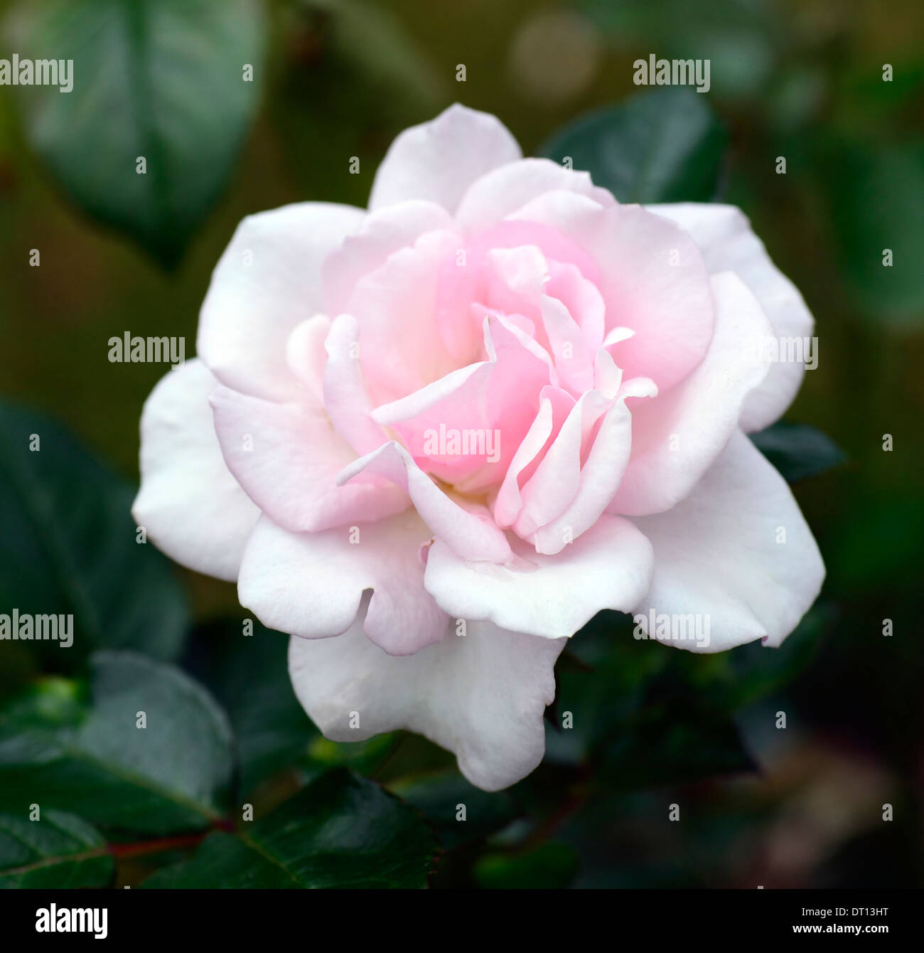 rosa radox bouquet pink roses rose floribunda flower flowers blooms ...
