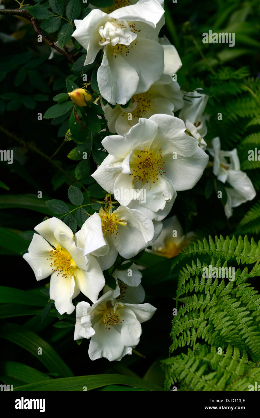 Rosa spinosissima hi-res stock photography and images - Alamy