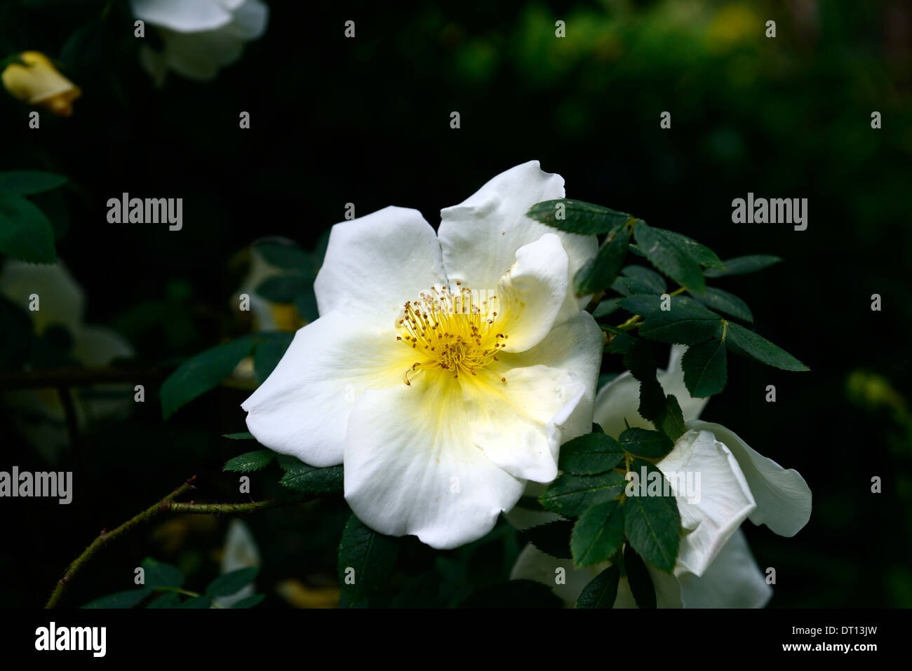 Rosa spinosissima hi-res stock photography and images - Alamy