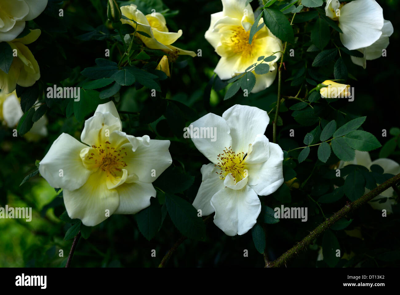 Rosa spinosissima hybrid High Resolution Stock Photography and Images ...