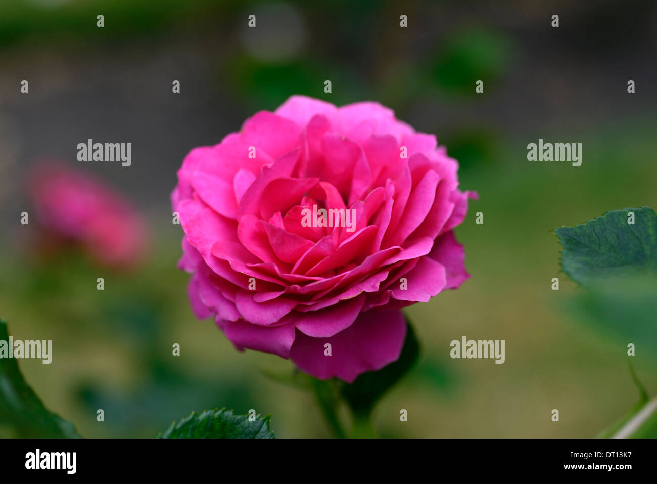 Rose starlight express hi-res stock photography and images - Alamy