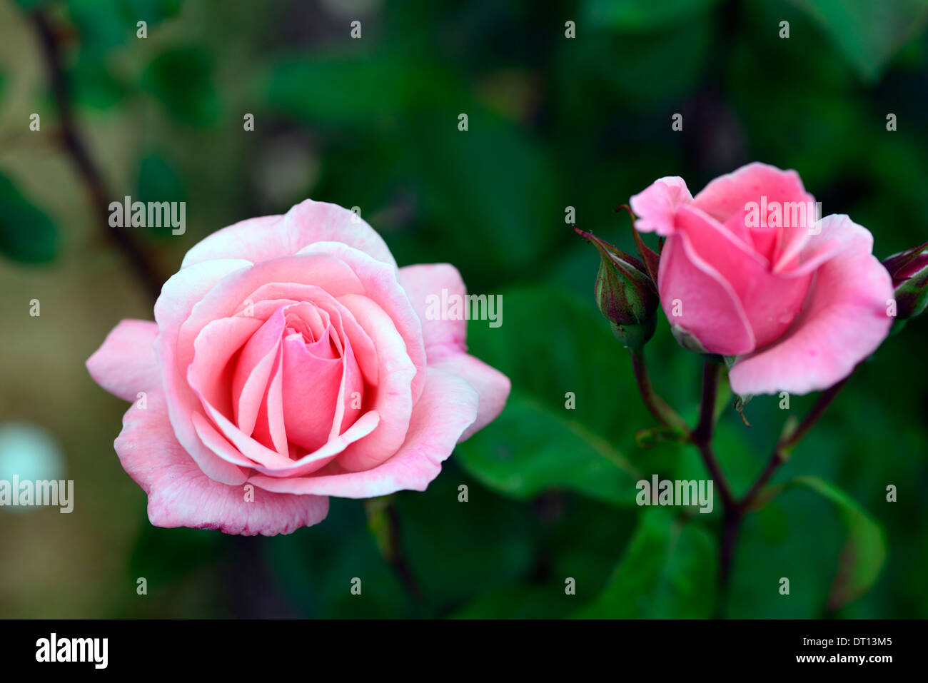 Queen elizabeth rose hi-res stock photography and images - Alamy