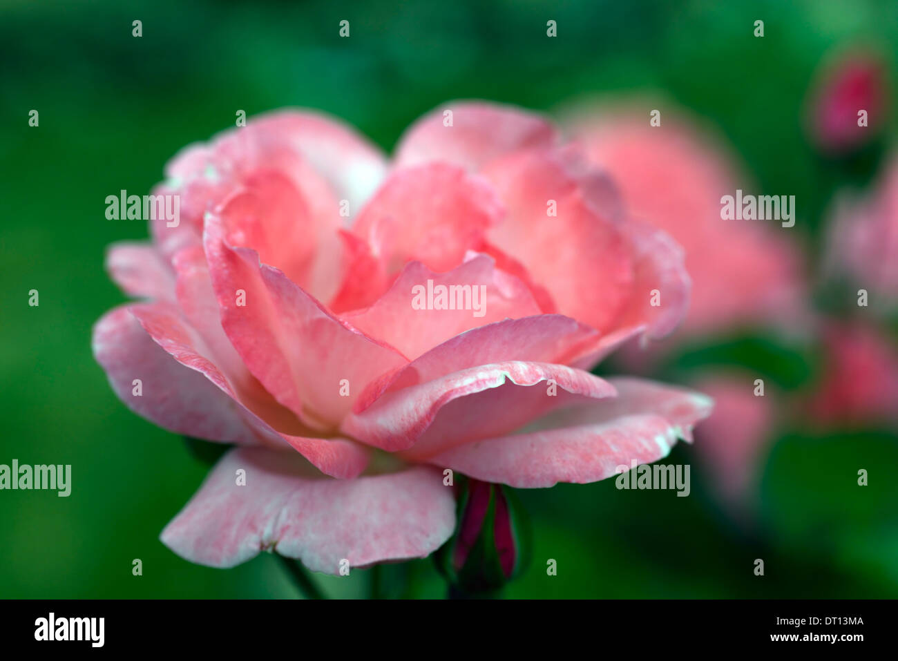 Queen Elizabeth Rose High Resolution Stock Photography and Images - Alamy