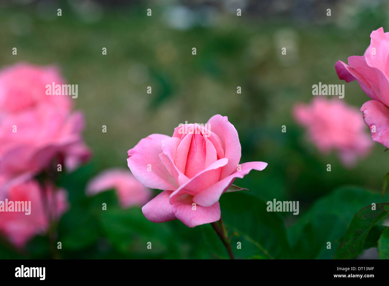 Queen elizabeth rose hi-res stock photography and images - Alamy