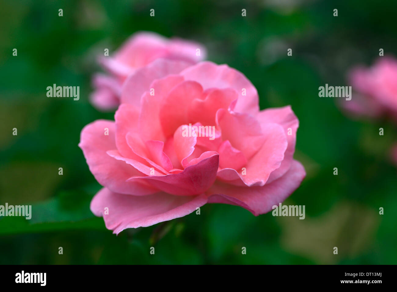 rosa the queen elizabeth rose roses pink deciduous upright grandiflora ...