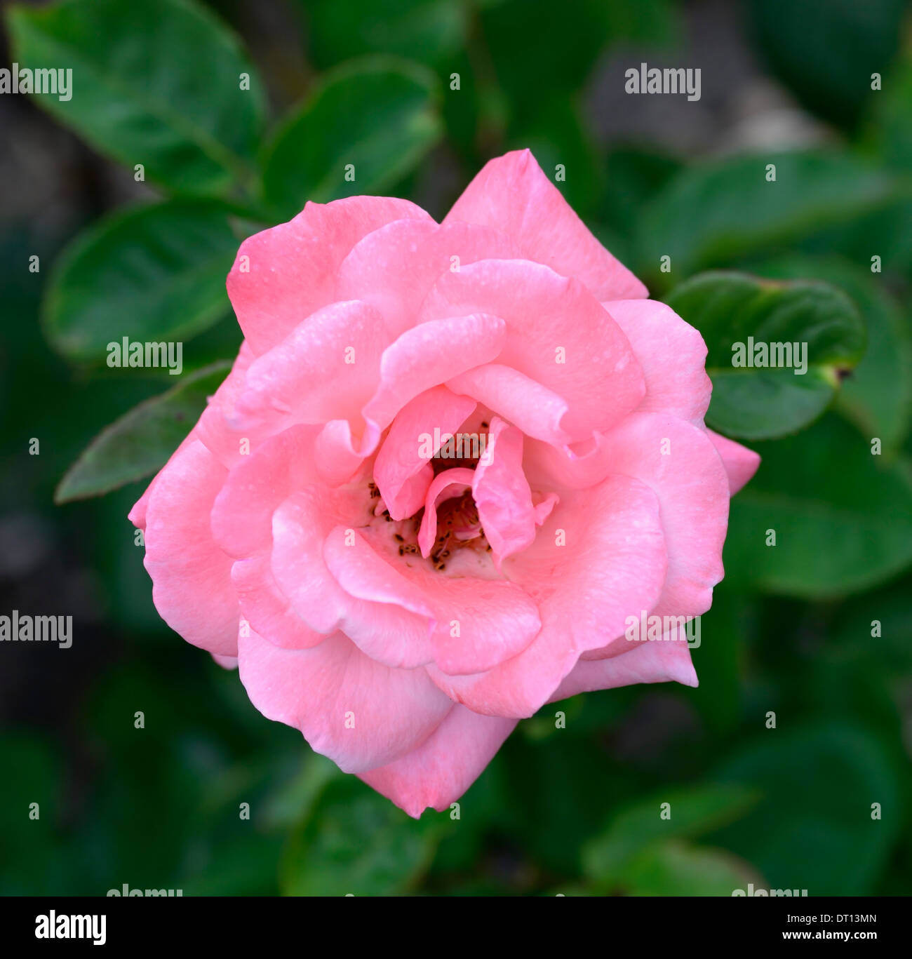 Queen elizabeth rose hi-res stock photography and images - Alamy