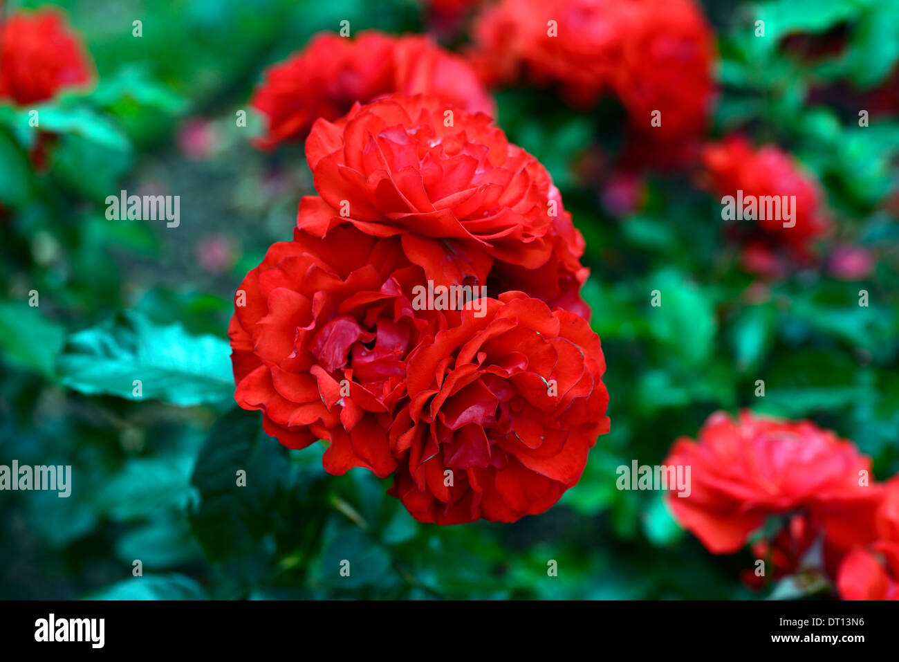 rosa trumpeter mactru closeup plant portraits vivid vibrant bright red ...