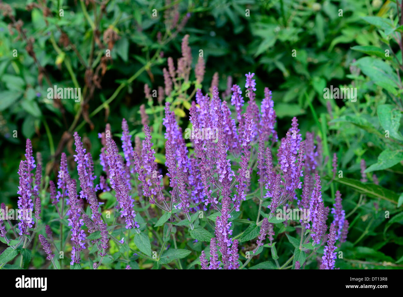 Salvia amplexicaulis herbaceous perennial stem-clasping stem leaves ...