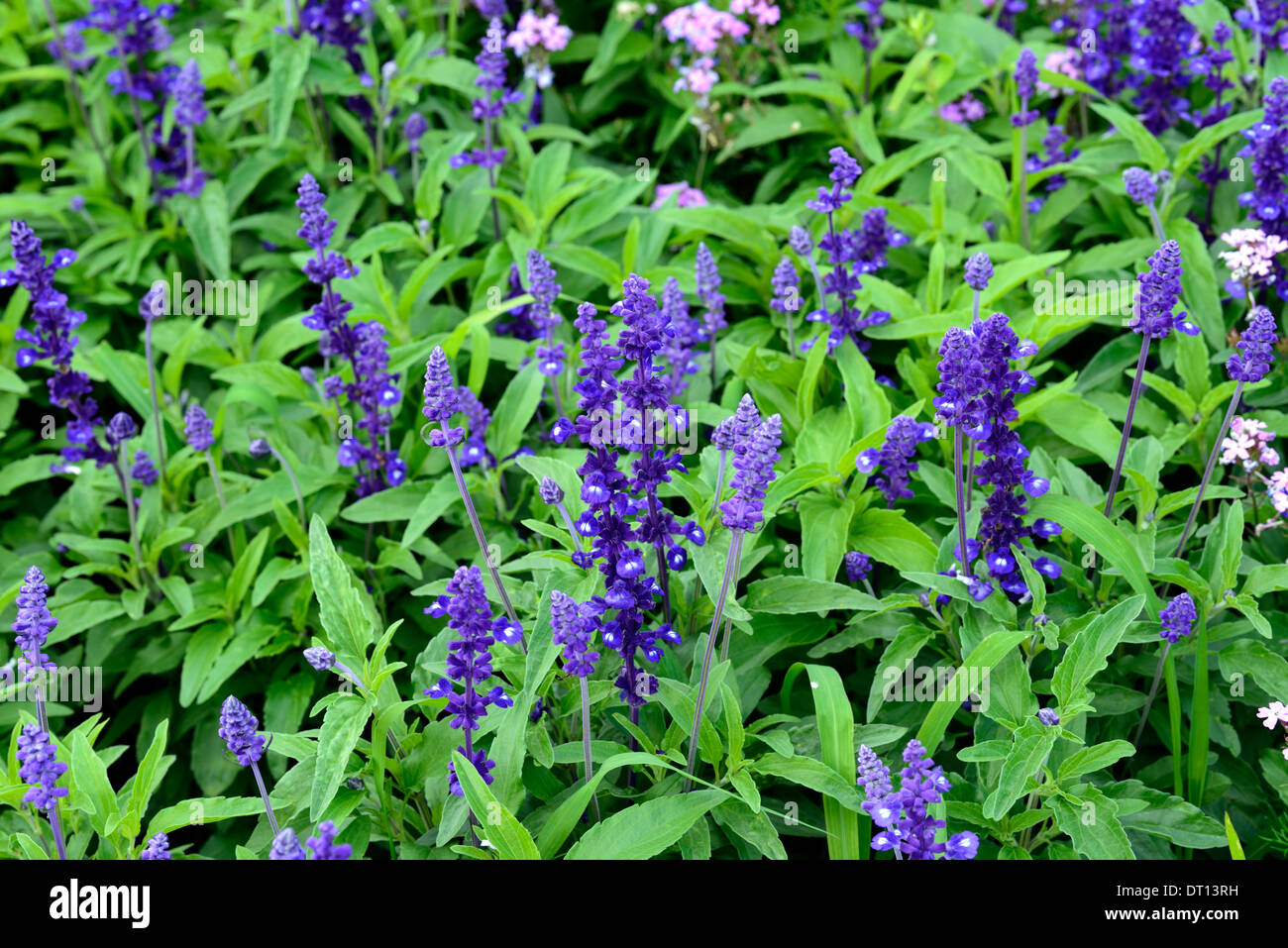Salvia farinacea victoria purple flowers hi-res stock photography and ...