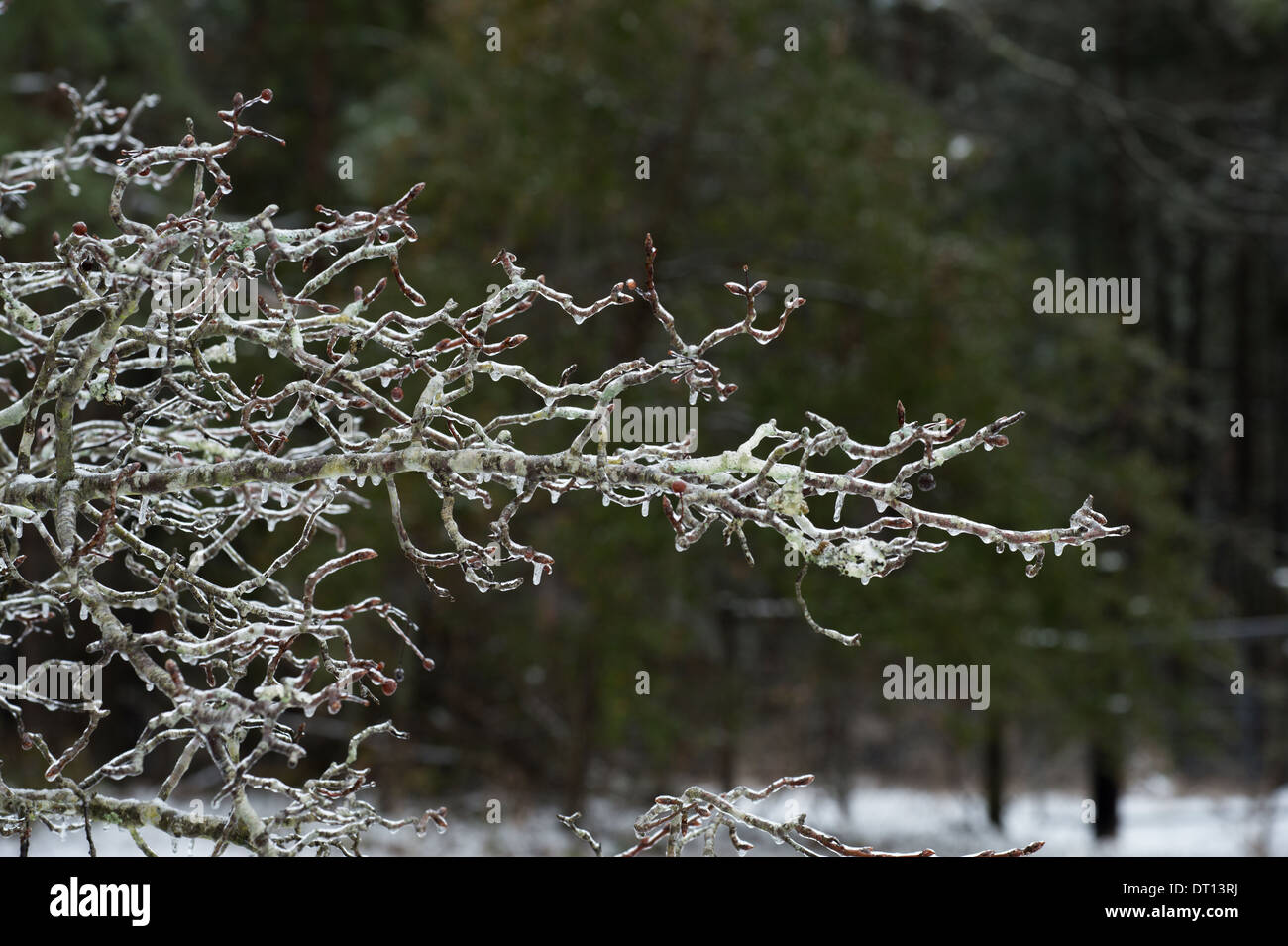 A ice covred branch Stock Photo - Alamy