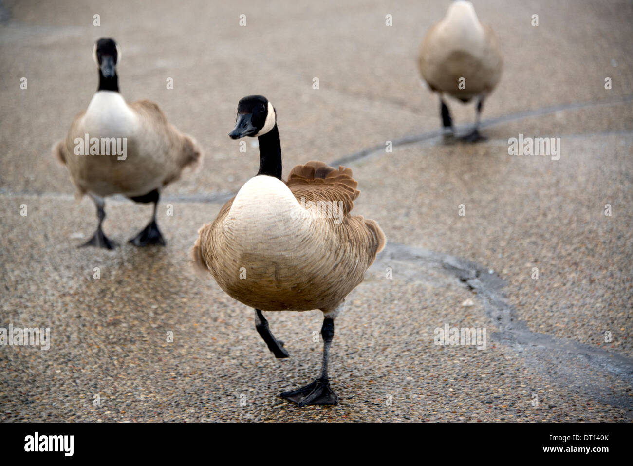 Leader of the pack hi-res stock photography and images - Alamy