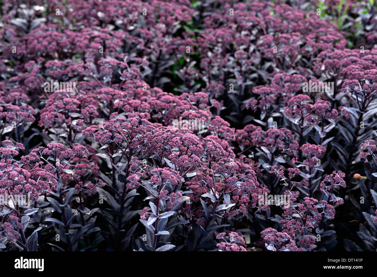 sedum jose aubergine closeup plant portraits pink flowers perennials ...