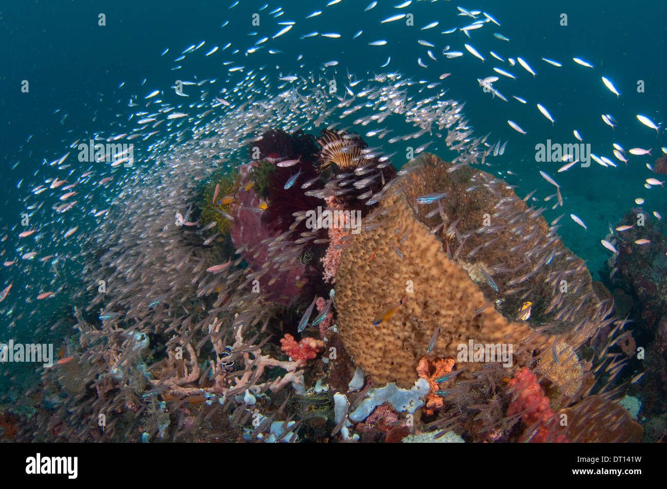 Indonesia coral sweepers hi-res stock photography and images - Alamy