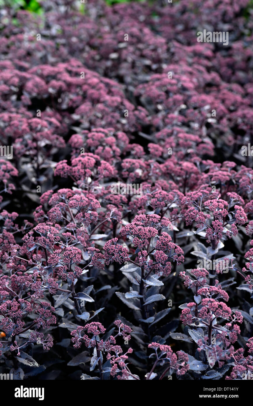 sedum jose aubergine closeup plant portraits pink flowers perennials ...