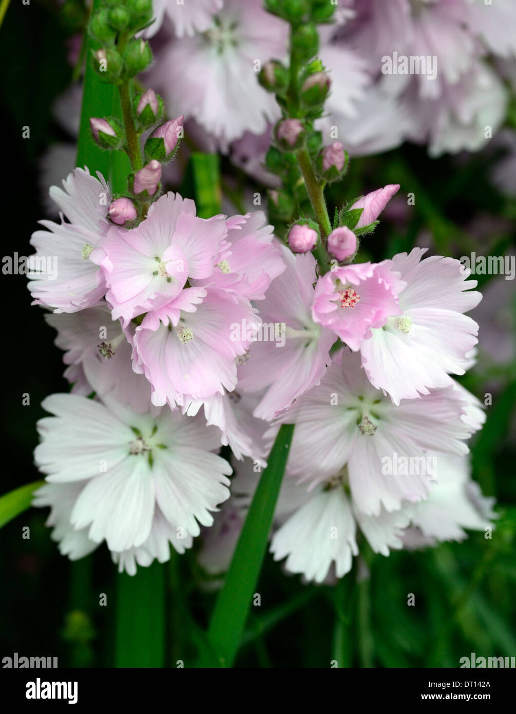 Sidalcea Elsie Heugh High Resolution Stock Photography and Images - Alamy
