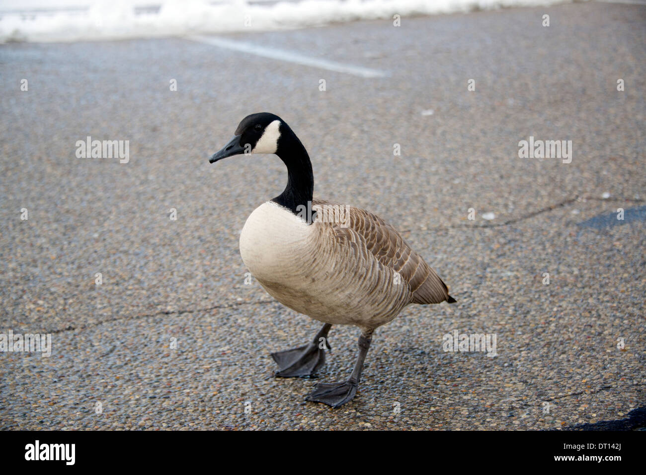 Canada Goose Posing Stock Photo - Alamy