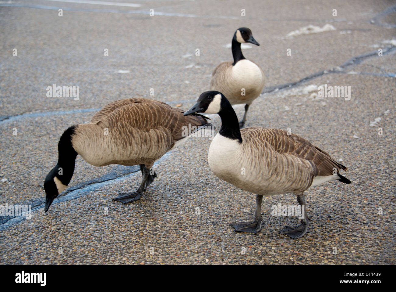Webbed feet geese hi-res stock photography and images - Alamy
