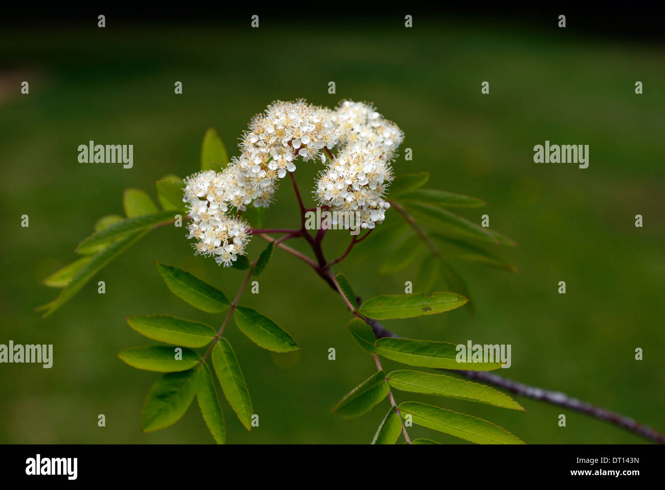 sorbus commixta japanese rowan spring white deciduous trees flowers ...