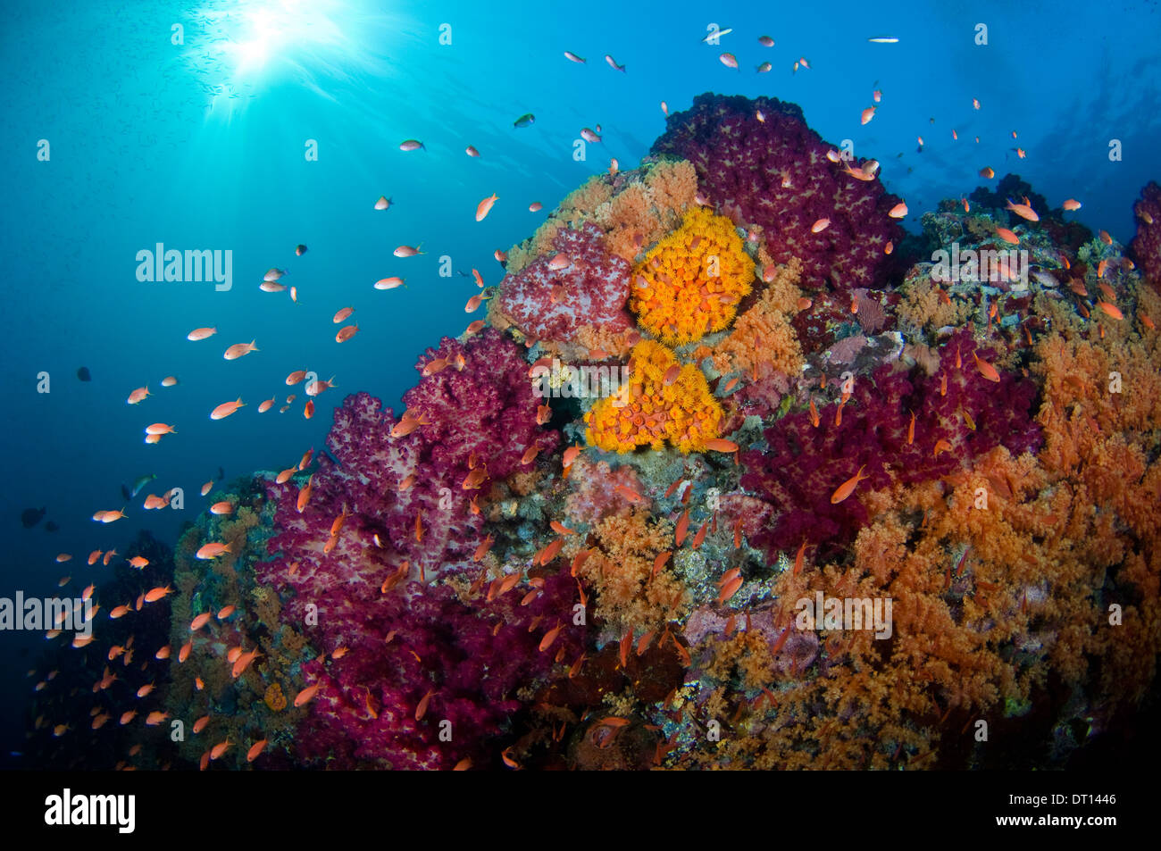 Anthias, Pseudanthias Sp., School hugging colourful coral bommie ...