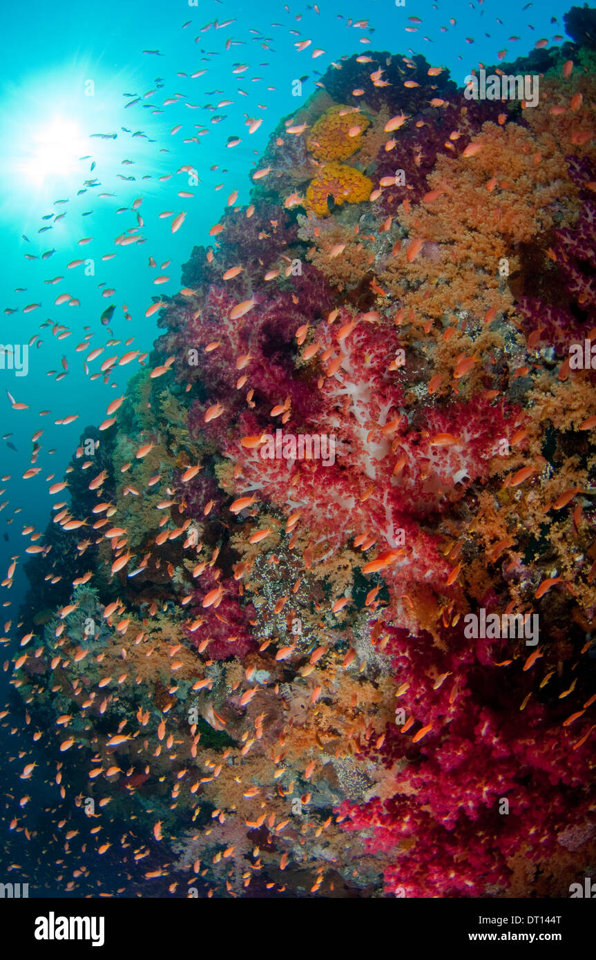 Anthias, Pseudanthias Sp., School hugging colourful coral bommie ...