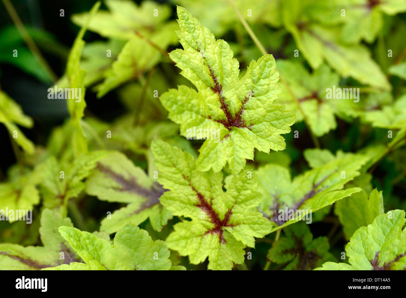 tiarella braveheart foliage leaves ground cover Shade shady shaded wood ...