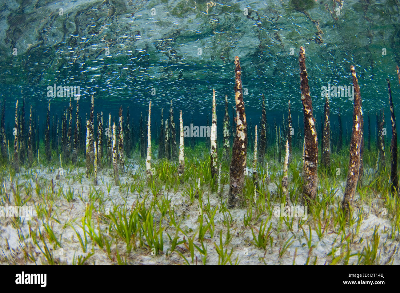 Mangrove shoots and glassfish, Halmahera, Maluku Islands, Indonesia ...