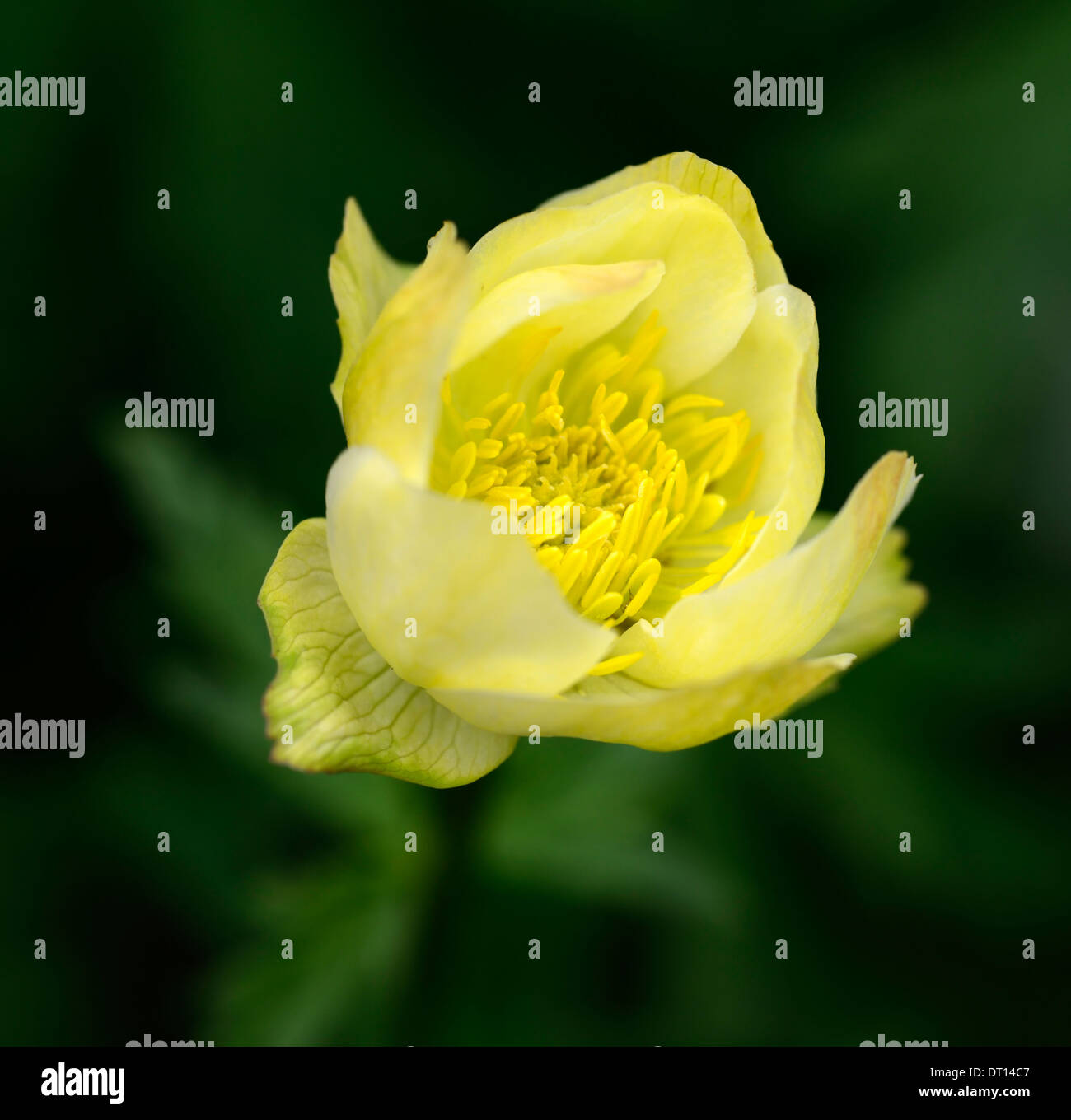 Trollius x cultorum Alabaster globeflower spring closeup selective ...