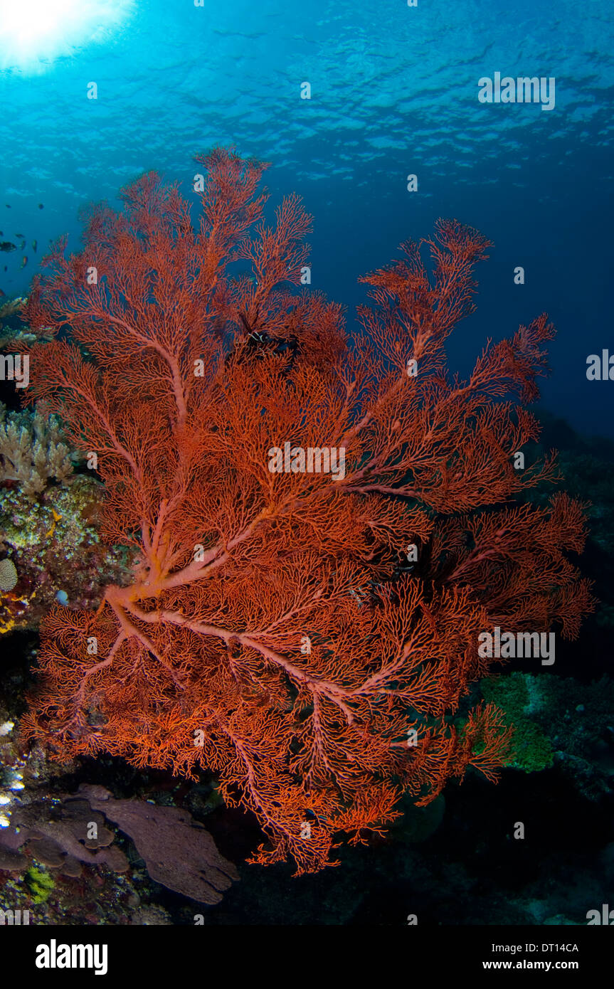 Coral reef underwater structure hi-res stock photography and images - Alamy