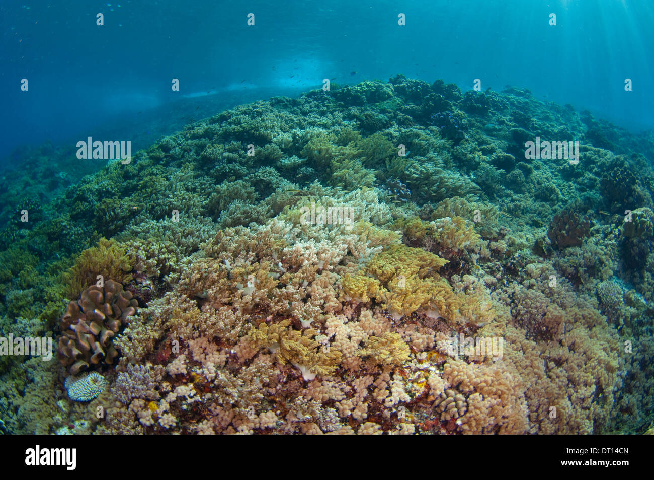 Coral reef seascape, from above, Tomokomafatu, Halmahera, Maluku ...
