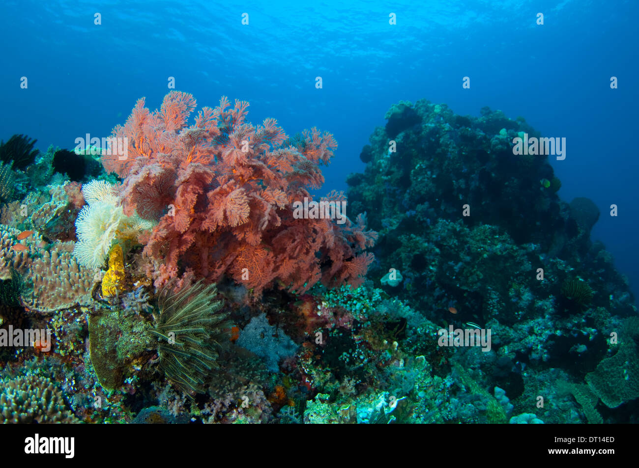 Coral reef seascape, Halmahera, Maluku Islands, Indonesia Stock Photo ...