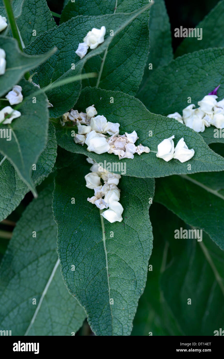 Mullein leaves hi-res stock photography and images - Alamy