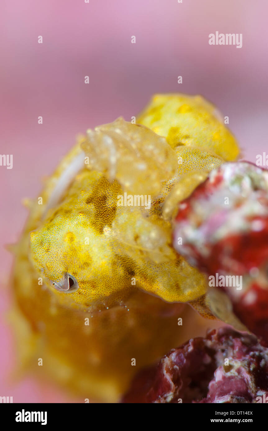 Yellow cuttlefish hi-res stock photography and images - Alamy