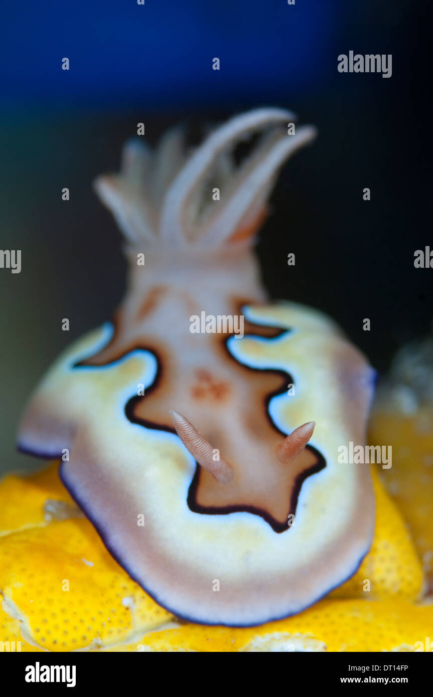 Pale nudibranch hi-res stock photography and images - Alamy