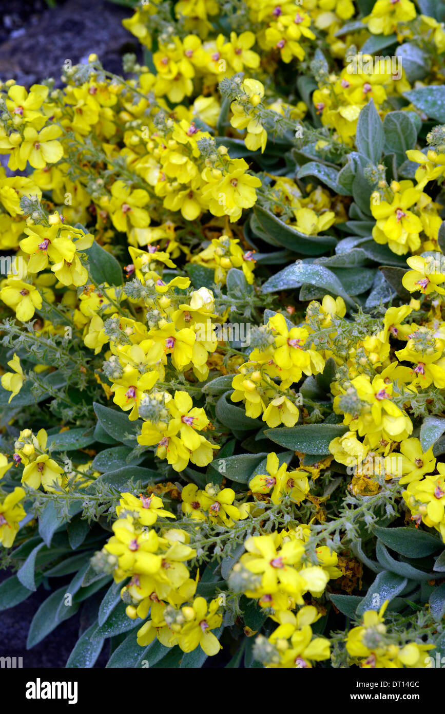 Alpine flowering plant hi-res stock photography and images - Alamy