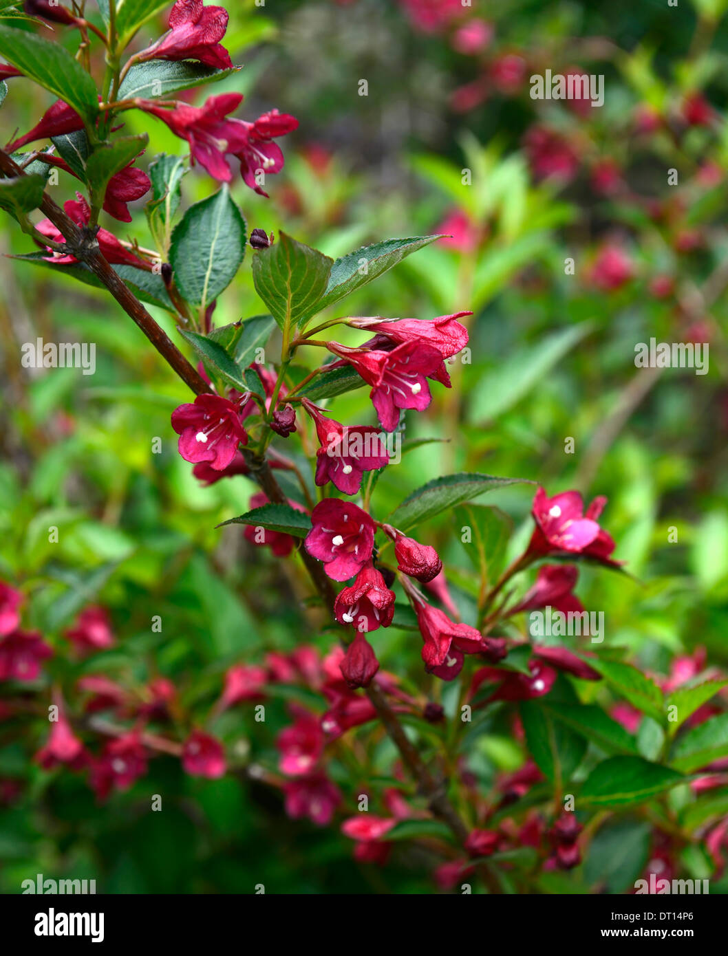 weigela florida eva rathke flower flowers flowering pink plant shrub ...