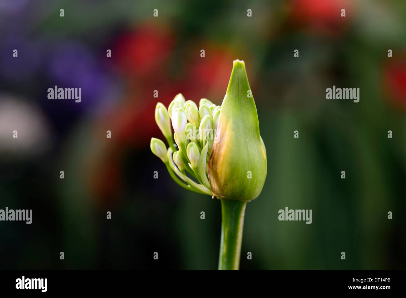 Opening flowerhead hi-res stock photography and images - Alamy