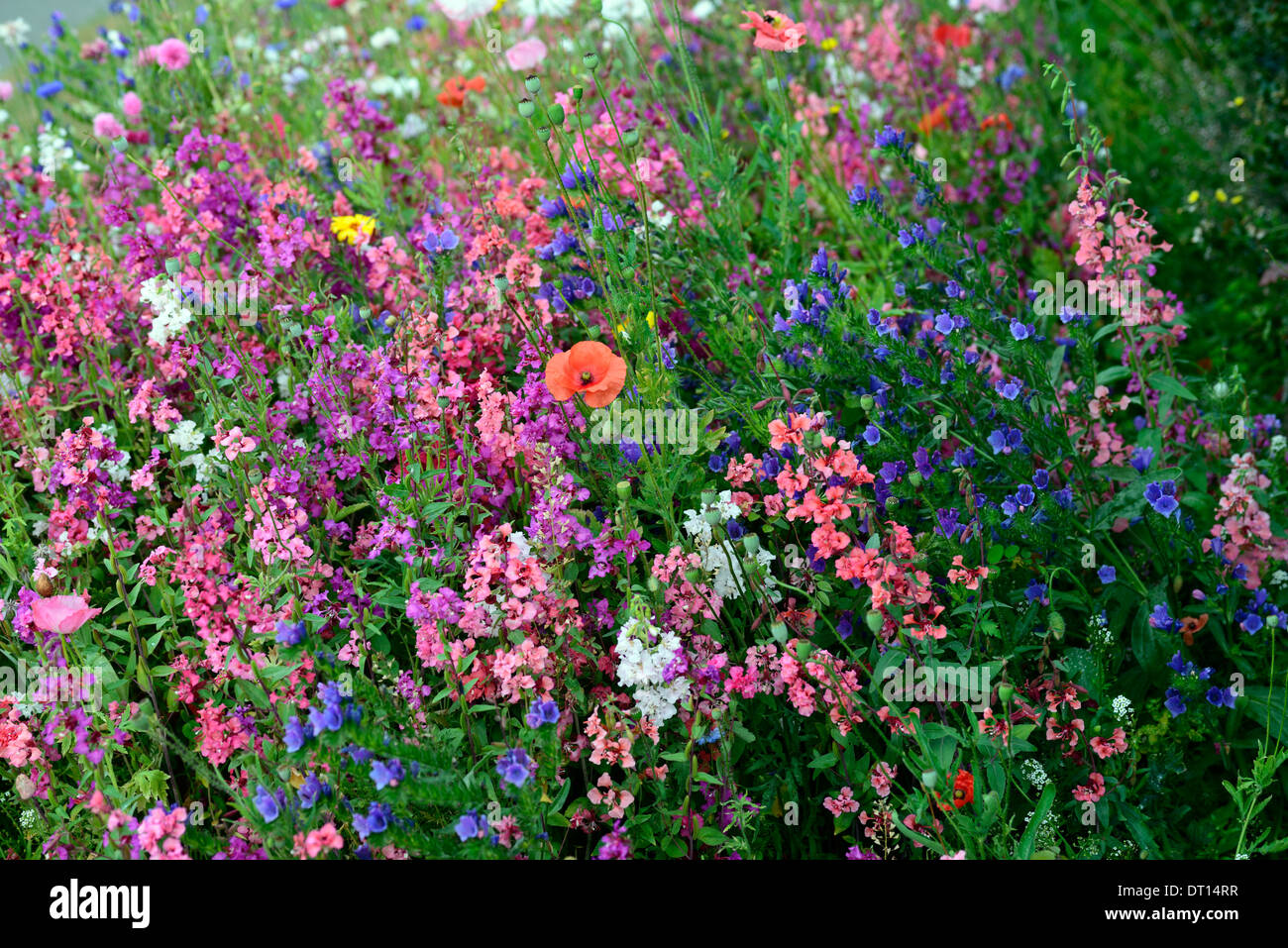 Wildflower Bed High Resolution Stock Photography and Images - Alamy