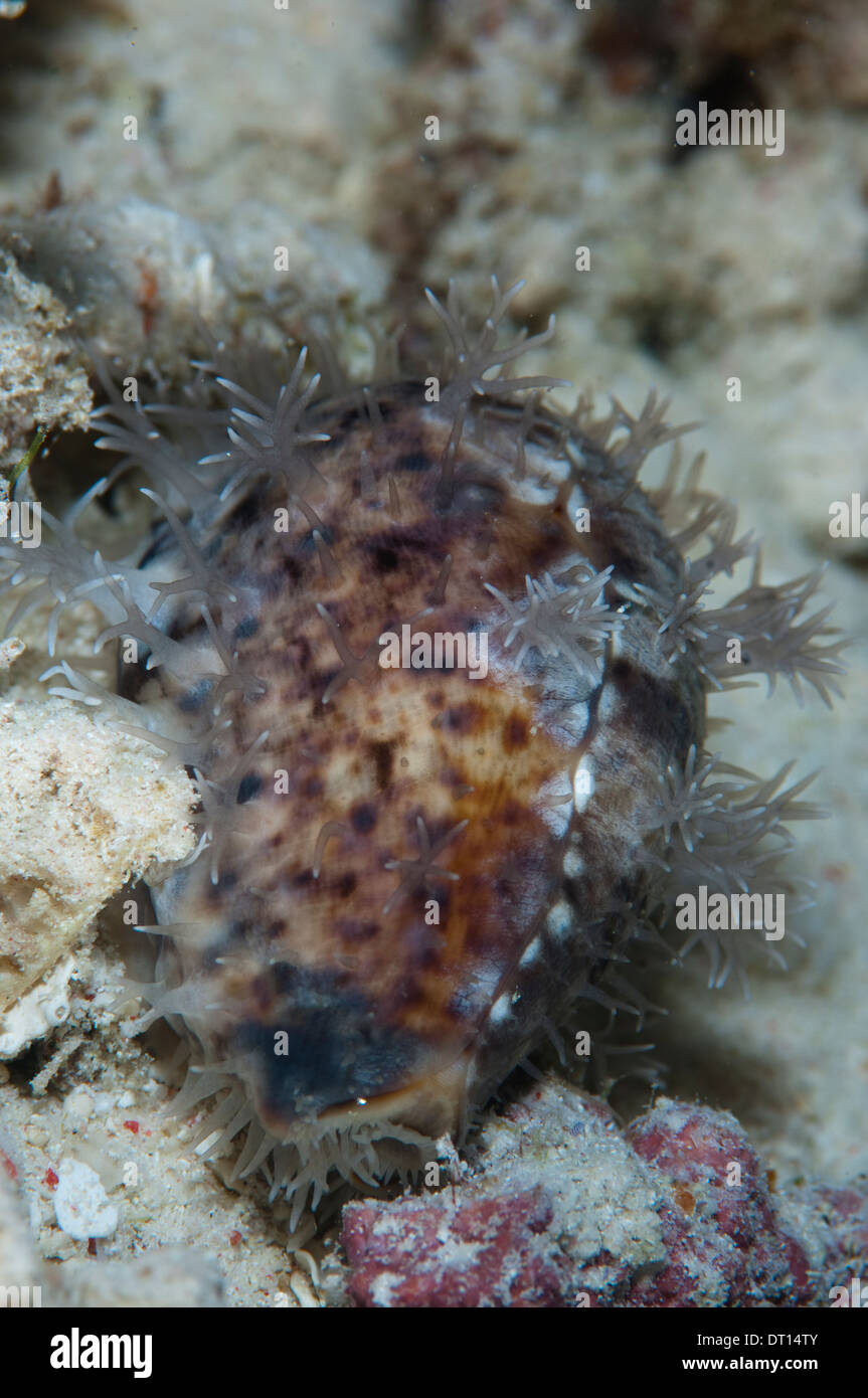 Sea snails underwater hi-res stock photography and images - Alamy