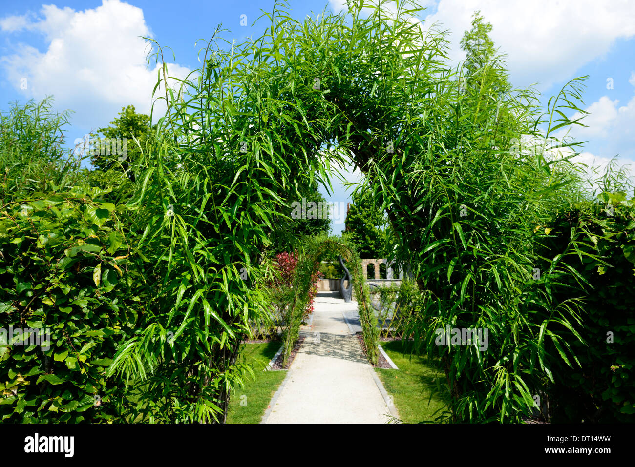 Willow tree sap sapling saplings cover covered arch pergola garden ...