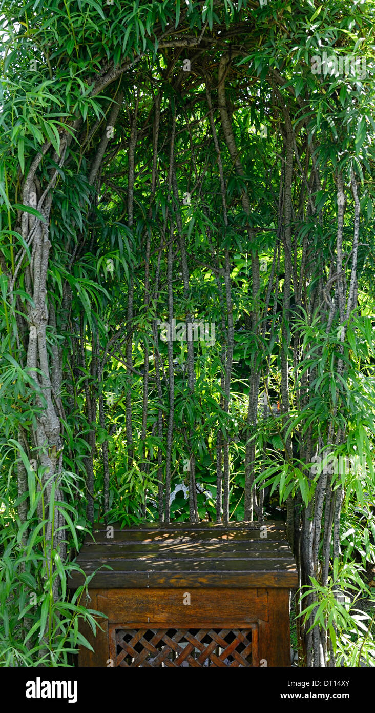 Willow tree sap sapling saplings cover covered arch pergola garden seat ...