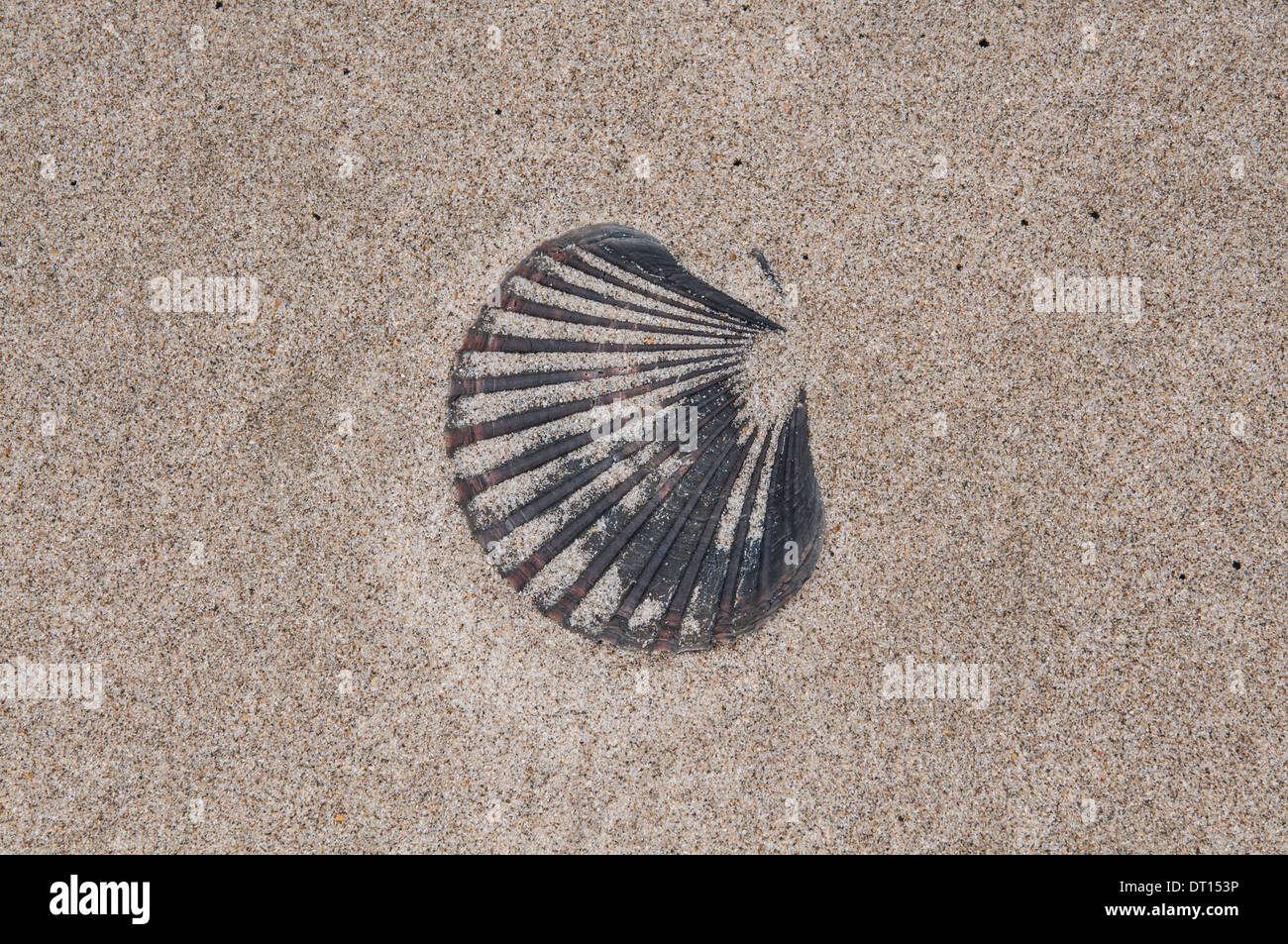 Scallop (pectinidae) shell Stock Photo - Alamy