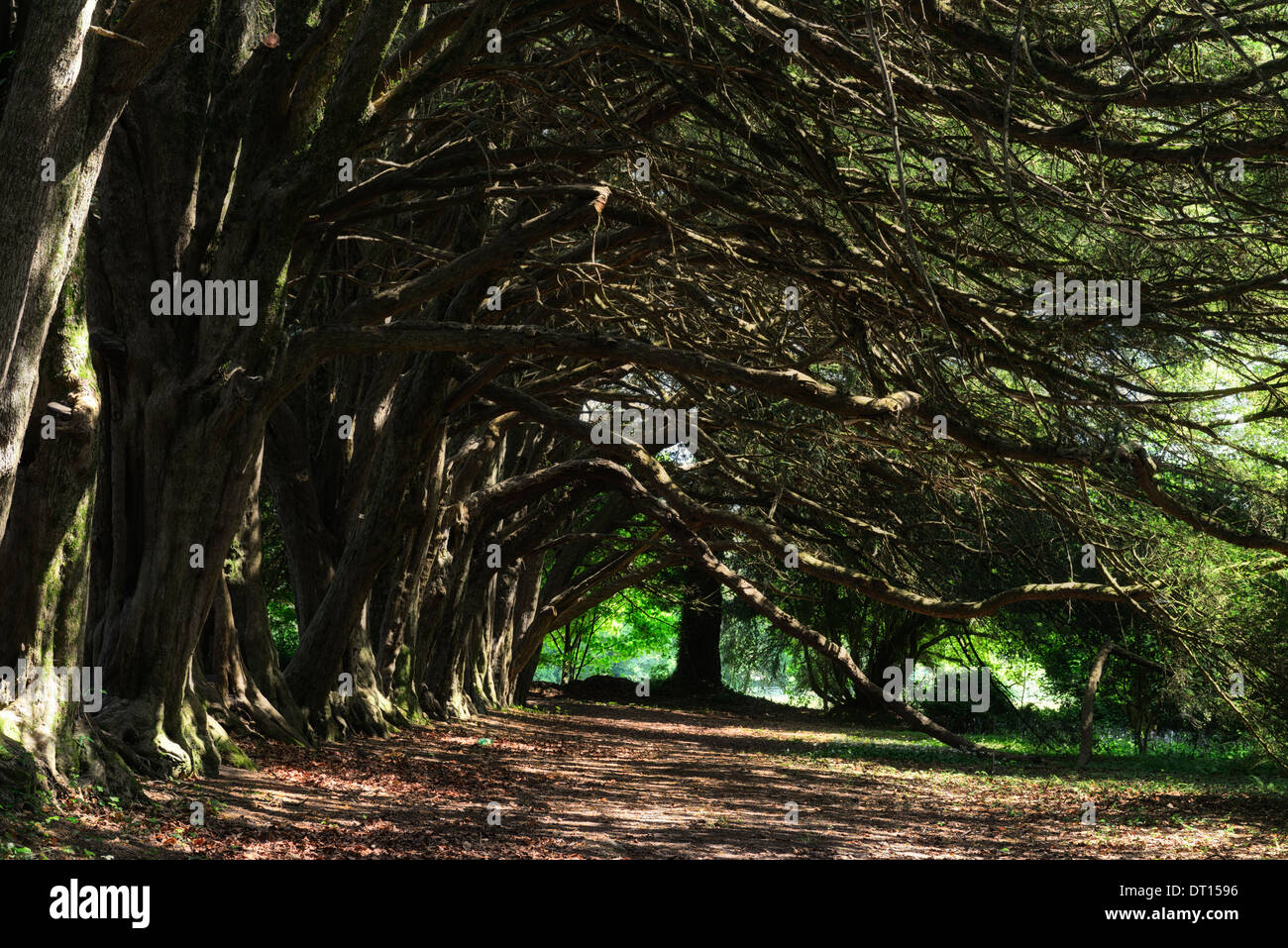 Yew walk Taxus baccata huntington castle clonegal carlow avenue line ...