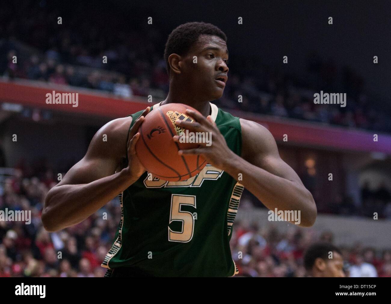 South florida bulls hi-res stock photography and images - Alamy
