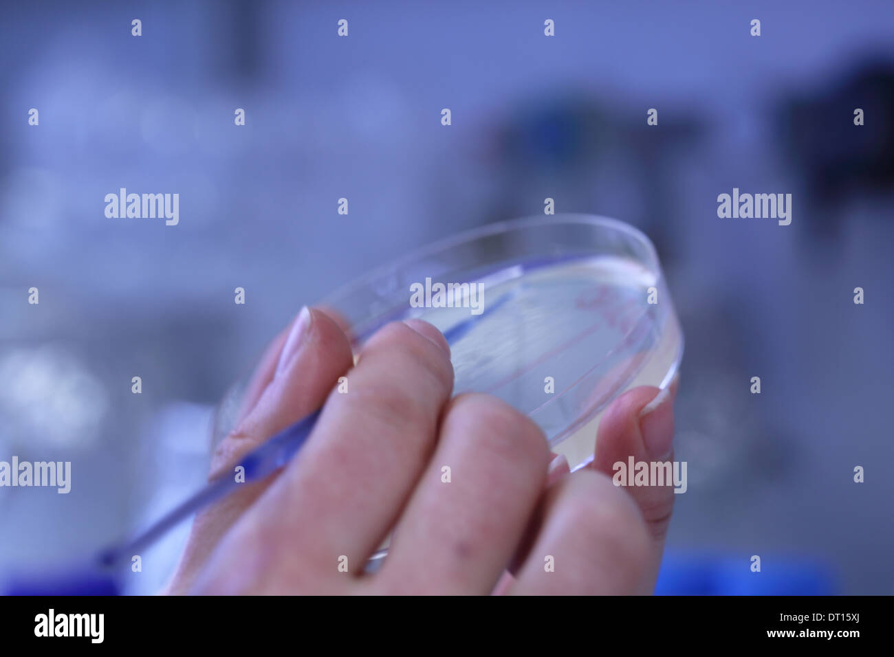 petri dish with medium in a lab for testing Stock Photo - Alamy